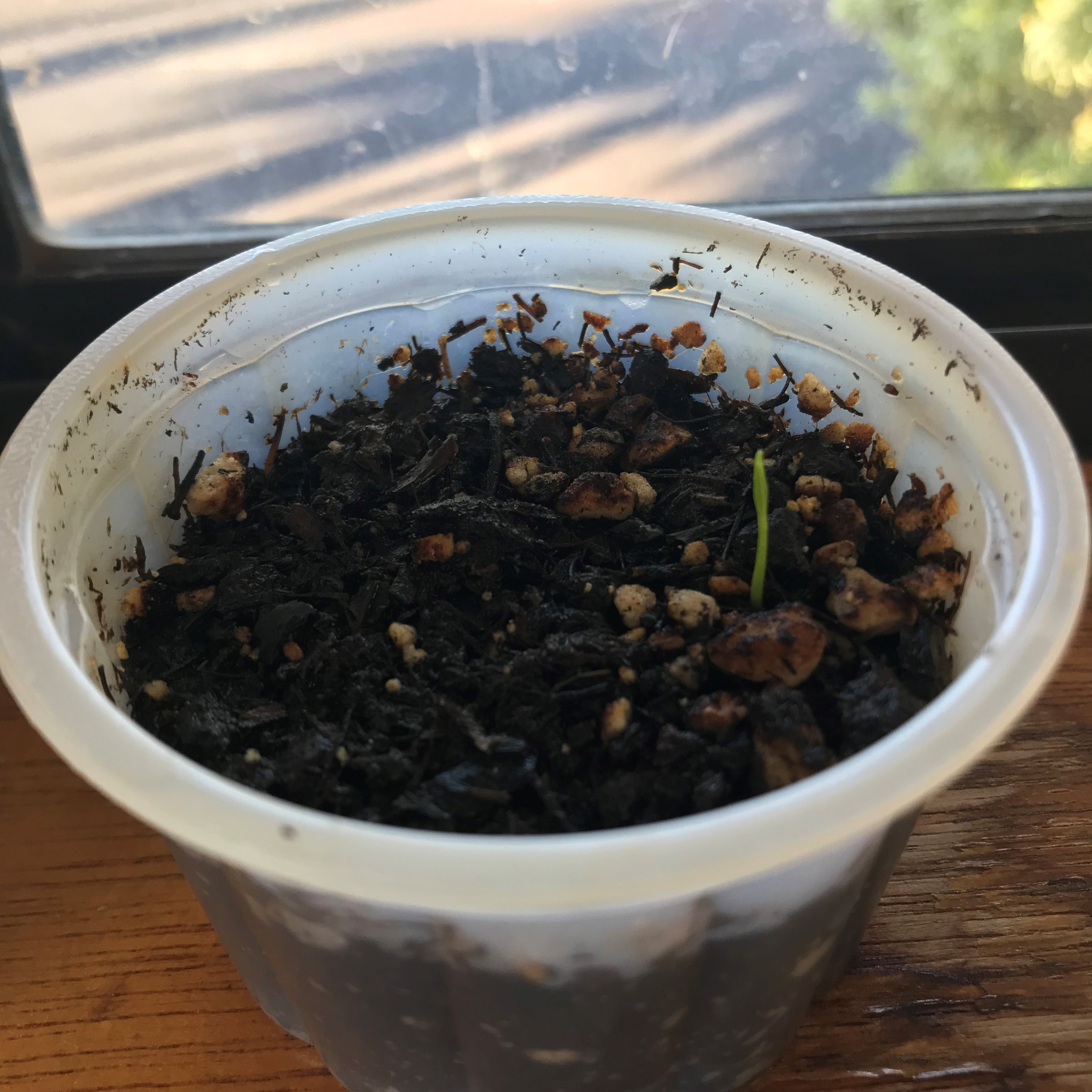 The Parable of the Lemon Seed – Put Your Own Oxygen Mask on First