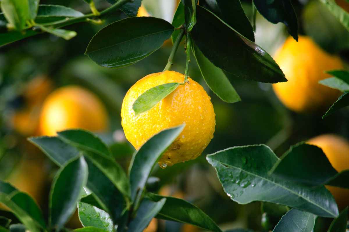 The Parable of the Lemon Seed – Put Your Own Oxygen Mask on First
